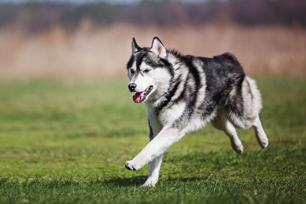 husky-dog-field - Wyldecrest Residential Parks